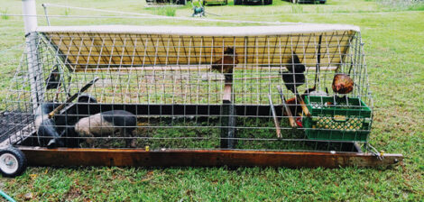 Multipurpose Pig Tiller – Mother Earth News